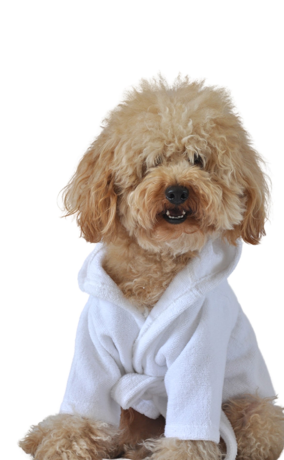 Kajuland-Kajuland Köpek Bornozu Kajuland-Kajuland Köpek Bornozu