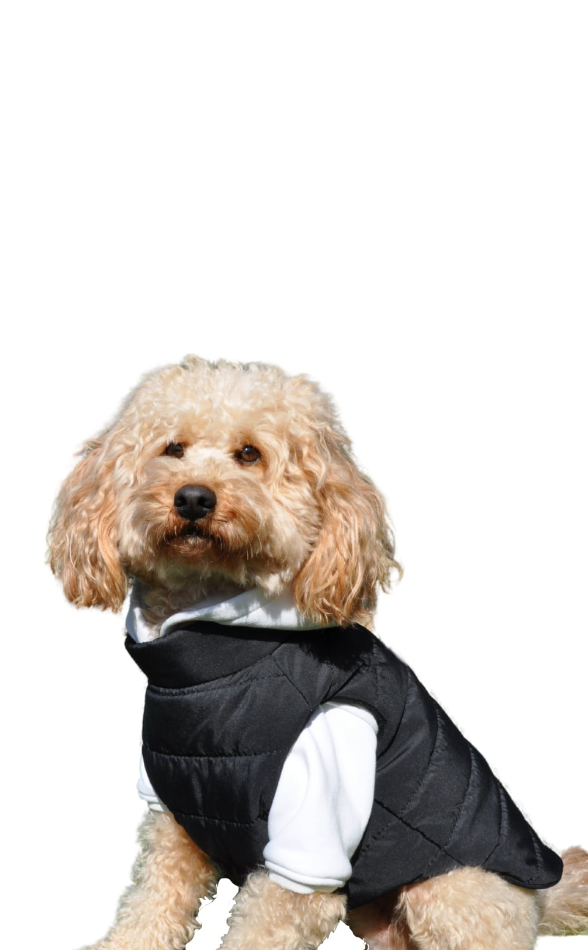 Kajuland-Kajuland Köpek Yelek Kajuland-Kajuland Köpek Yelek