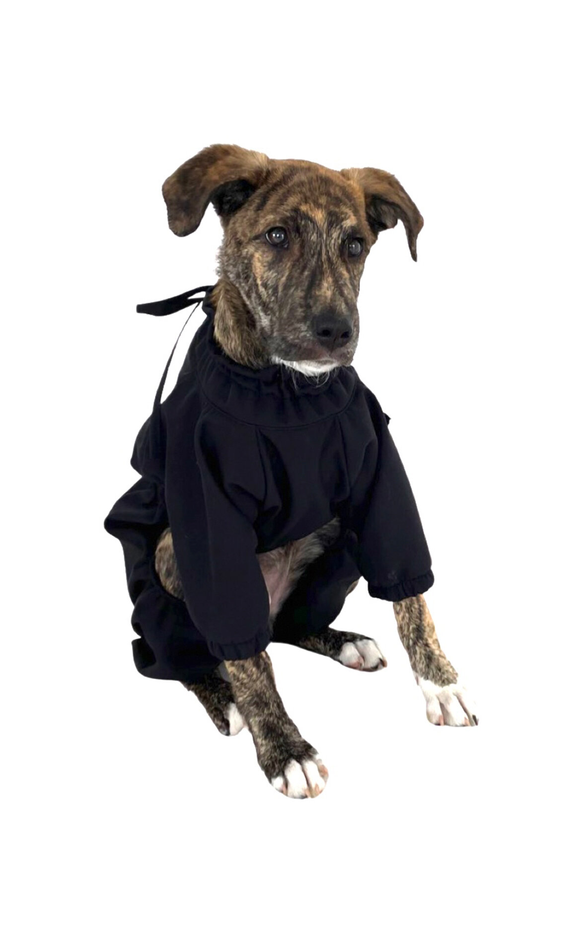 St-Pia-St-Pia Köpek Montu