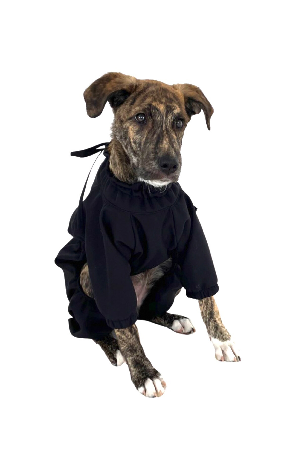 St-Pia-St-Pia Köpek Montu